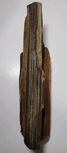 Arizona Petrified Wood Fossil Bark Quality Collector's Specimen Rough 2 ...