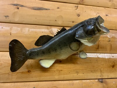 Taxidermy - Largemouth Bass Taxidermy Mount