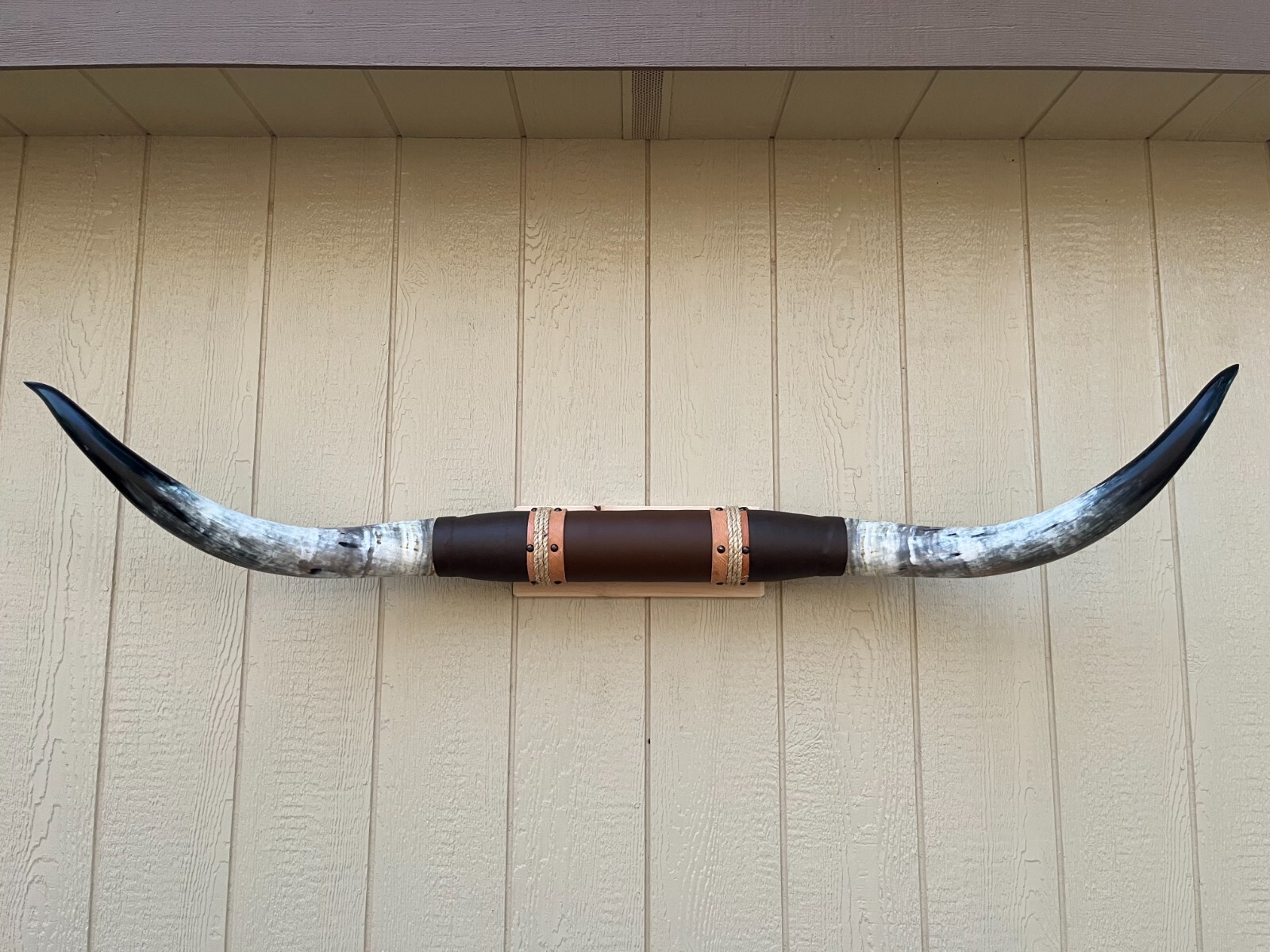 MOUNTED STEER HORNS 5 FEET 2 1/2” WIDE | Grelly USA