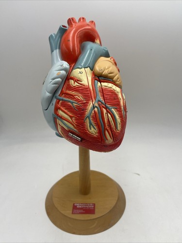 Denoyer Geppert Heart of America 0140-00 Anatomical Model Anatomy | eBay