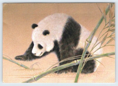 Panda Bear Vintage Hallmark 4x6 Postcard AF544 | eBay