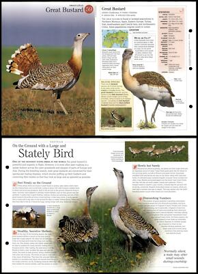 Great Bustard #59 Birds - Discovering Wildlife Fact File Fold-Out Card ...