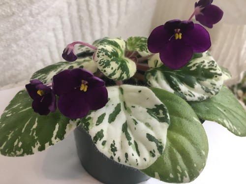 Happy Harold African Violet Starter Plant | eBay