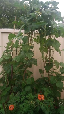 LIMA BEANS SEEDS Vegetable Garden Madagascar Bean Sieva Bean 100 ...