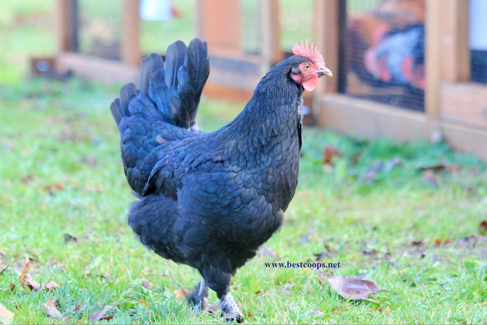 10+ Fertile Black Copper Marans Chicken Hatching Eggs | eBay