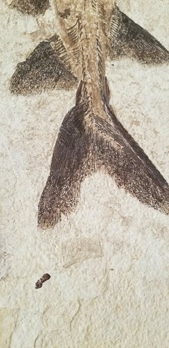 Paddlefish Fossil (Crossopholis) 21.5" "Green River Formation" PRICED ...