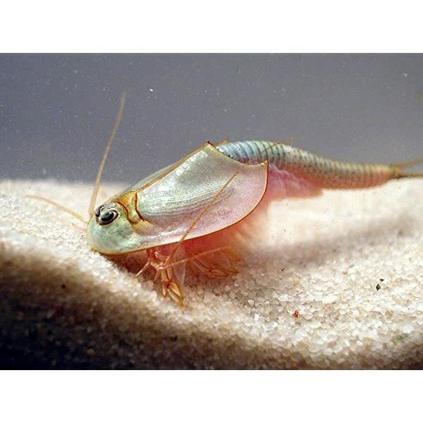 Triops Fish Breeding & Raising Triops Fish Care