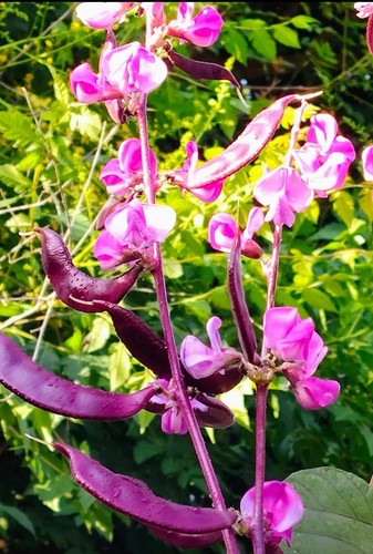 15+ SEEDS- BATAW I LABLAB PURPUREUS I Purple Moon Hyacinth Bean ...