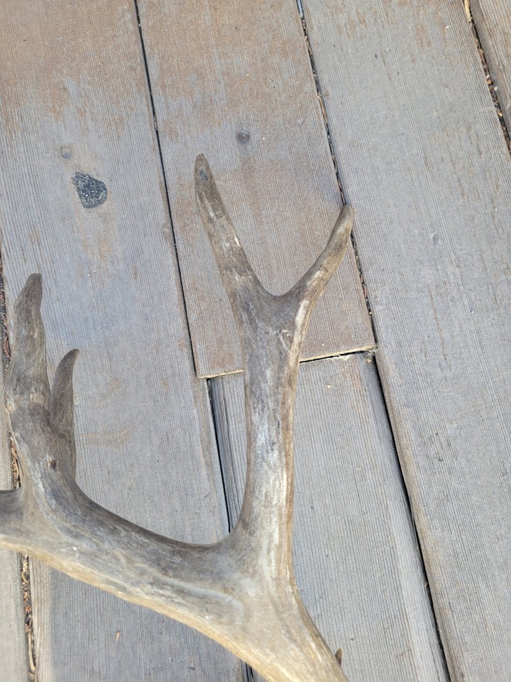 Nice Wide set of 5x4 Mule deer Antlers Rack Horns Taxidermy Sheds | eBay