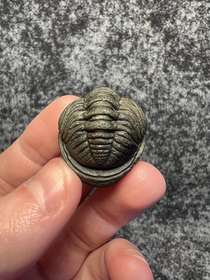 Moroccops sp. Trilobite Fossil – Detailed Collector Specimen | eBay