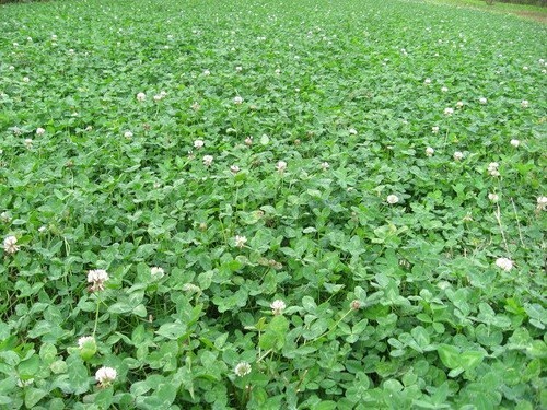 Food Plot Seed No-Till Clover Mix Attracts Deer Turkey 2 LBS of Seed No ...