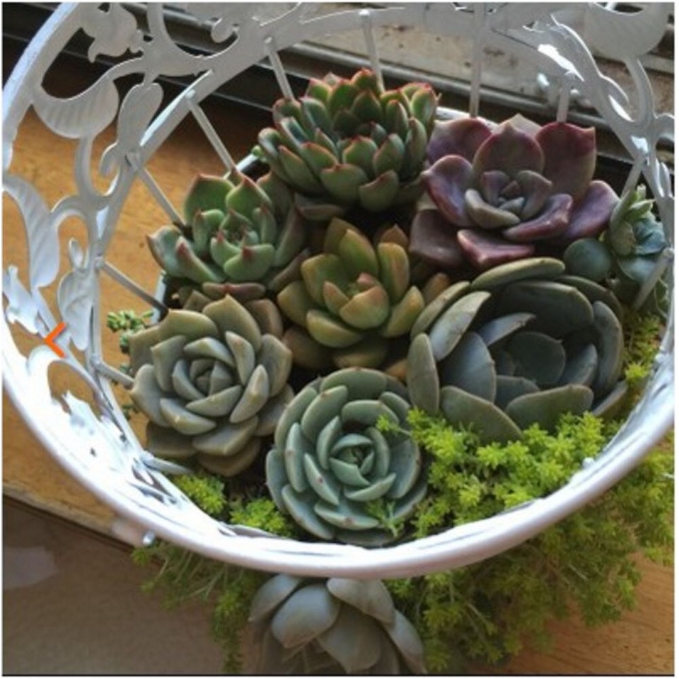 Wedding Bird Cage Decor Table Centerpiece Chic Birdcage Greeting Card ...