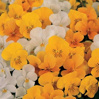 Viola Sorbet Citrus Mix Annual Seeds | eBay