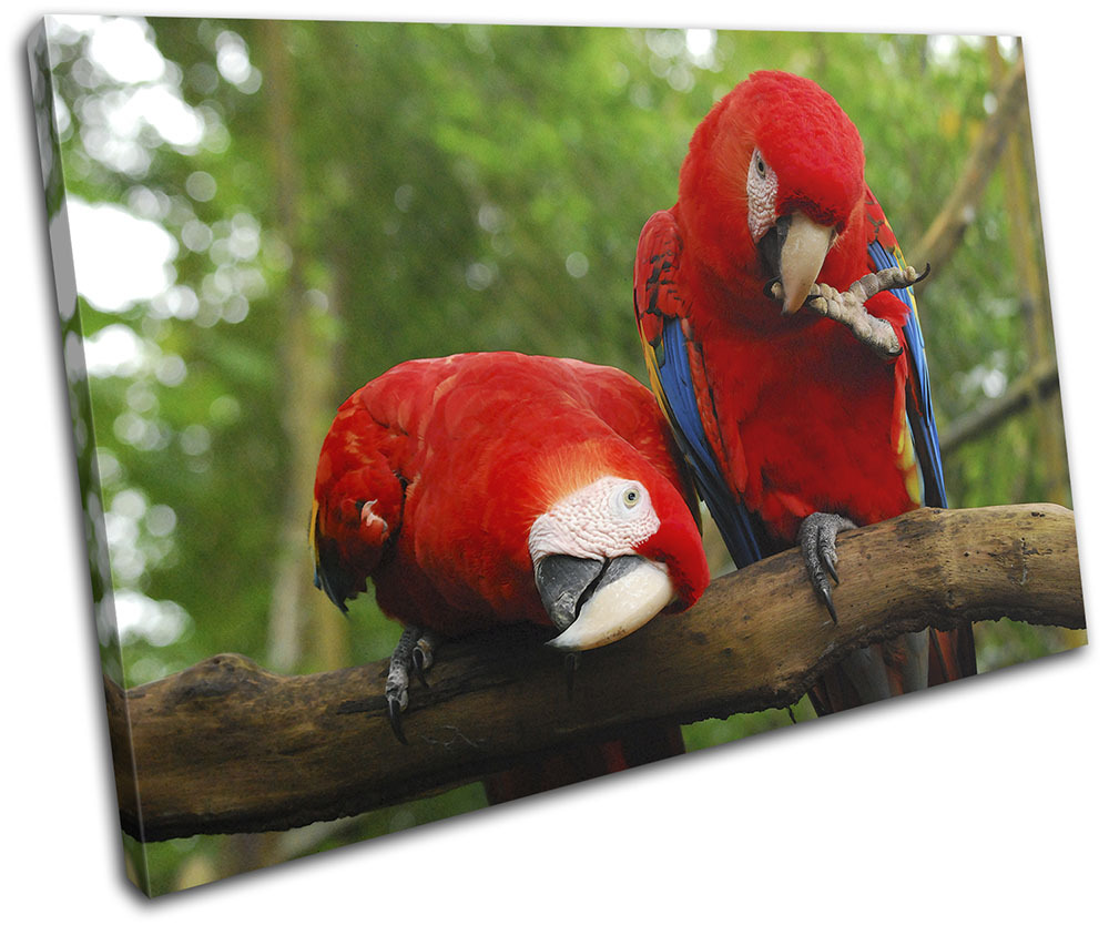 Parrot Bird Paradise Animals SINGLE Leinwand Wand Kunst Bild drucken ...