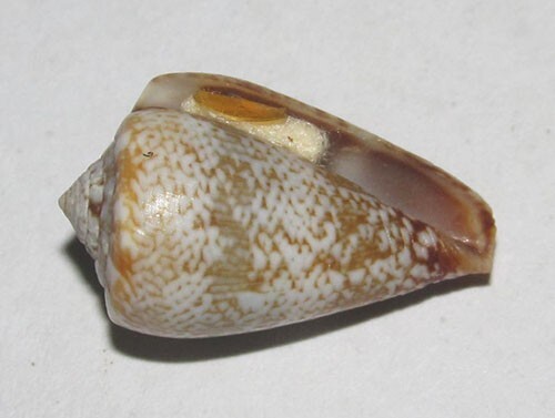 21 mm Conus Damottai Galeao Cone seashell From Boavista Island, Cape ...