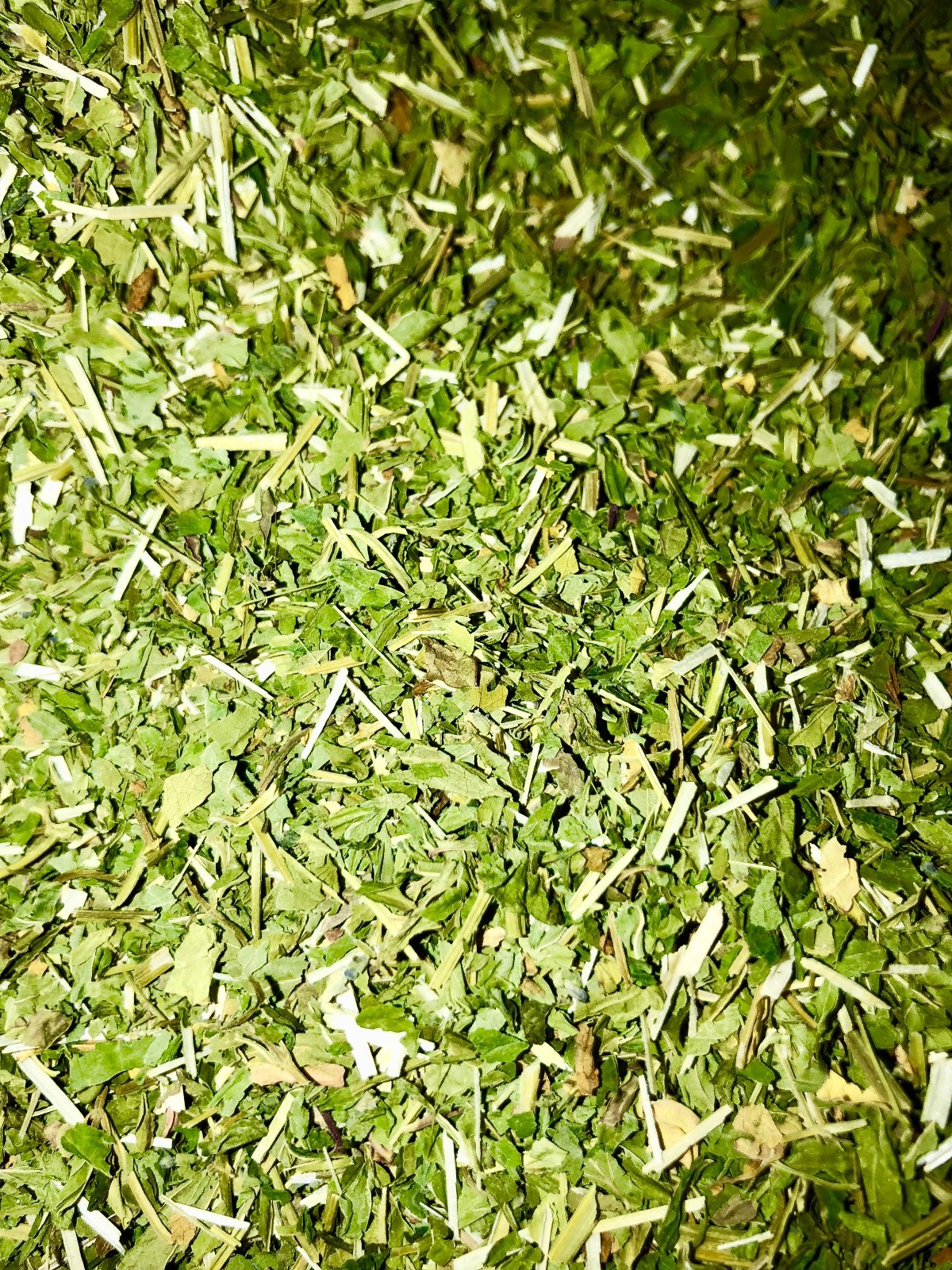 Quality Mad Dog Weed Blue SKULLCAP Leaf (Certified Organic) grown USA ...