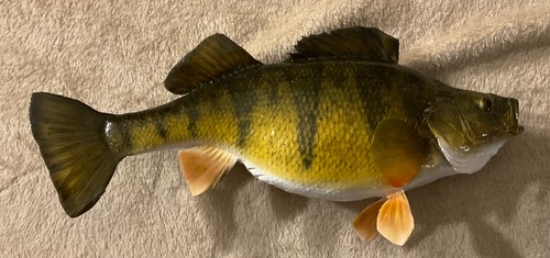 big jumbo perch skin mount taxidermy fish home office wildlife art ...