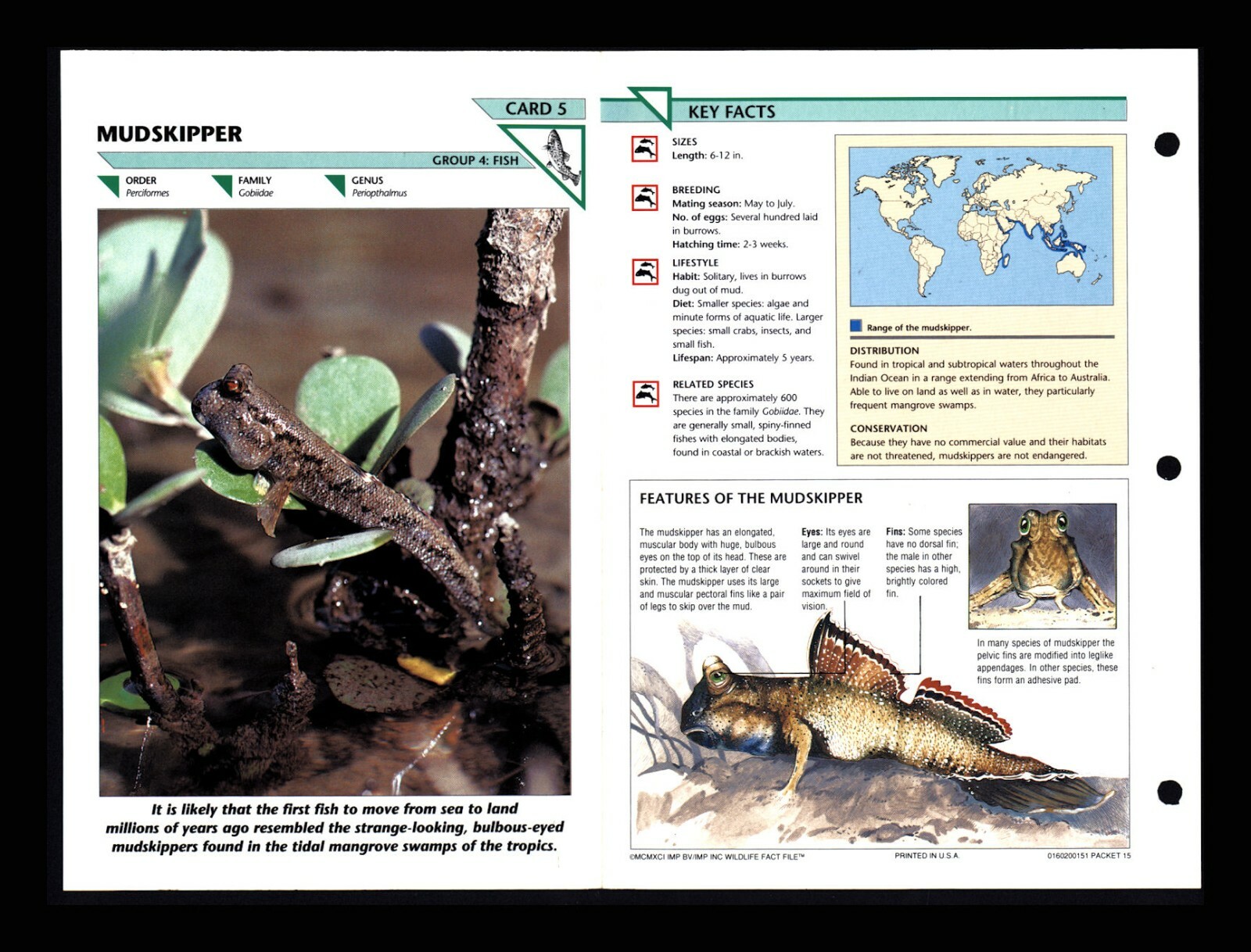 Mudskipper Wildlife Fact File Fish Animal Card Home School Study 4.5 | eBay