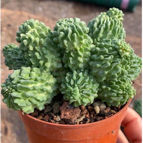 9-10cm cactus Succulent Multiple heads plants potted Home decoration ...