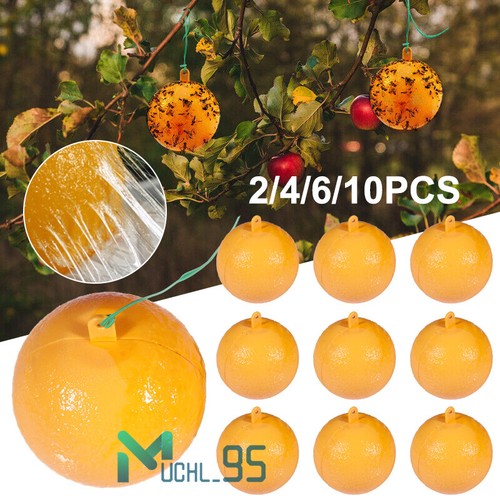 Fruit Fly Traps Sticky Traps Gnat Traps Flying Insects Glue Sticker ...
