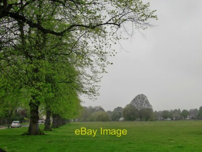 Photo 6x4 Lime trees along Ham Street Ham Common Looking north-west ...