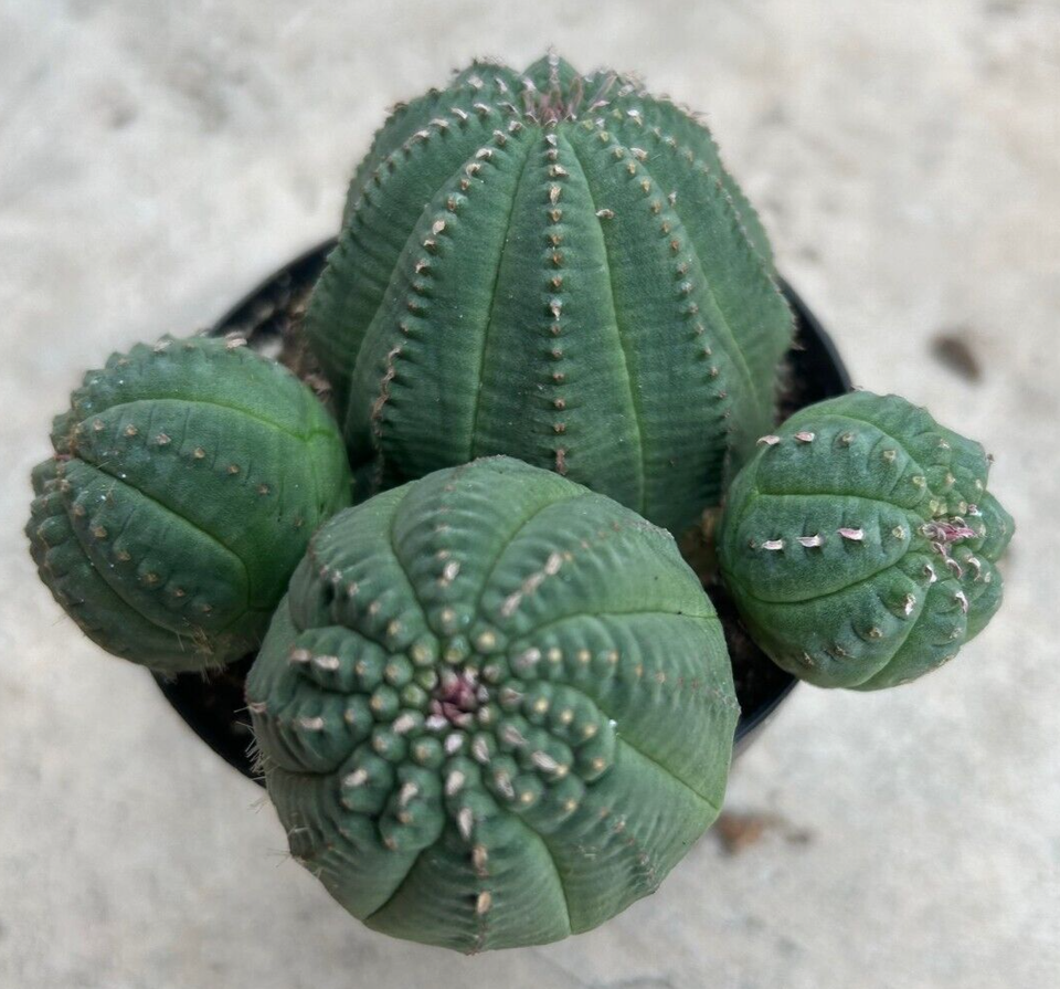 Euphorbia Obesa, 'Baseball / Basketball Plant', Comes in a 3.5" Pot | eBay