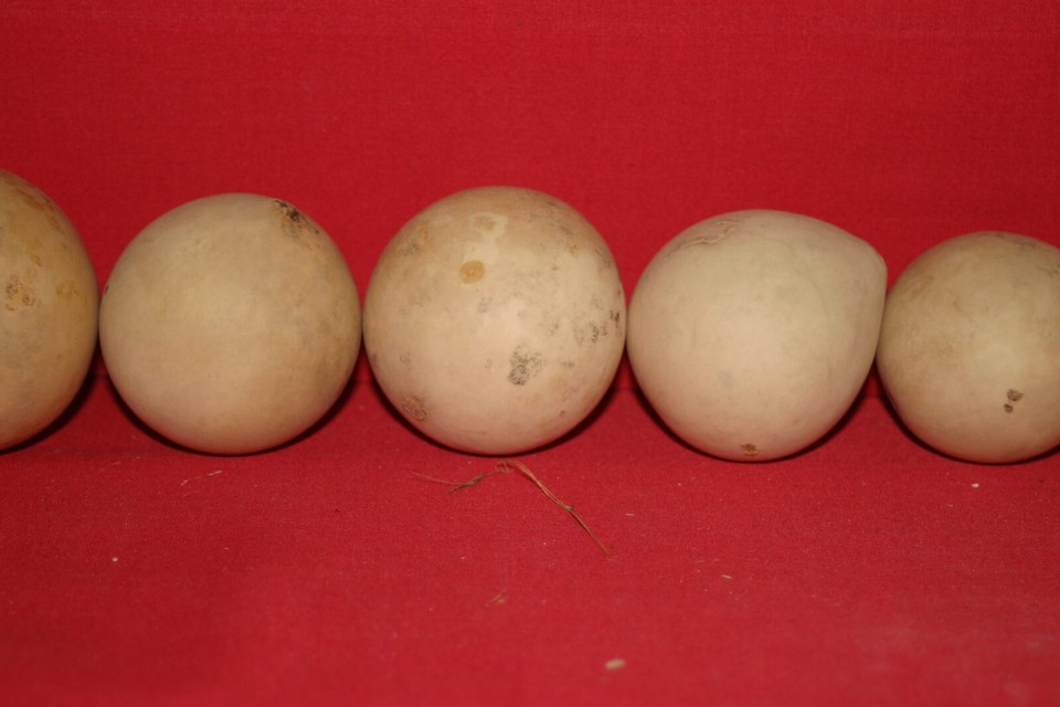GOURDS- 10 EXTRA LARGE ROUND BALL GOURDS (DRIED AND CLEANED) | eBay