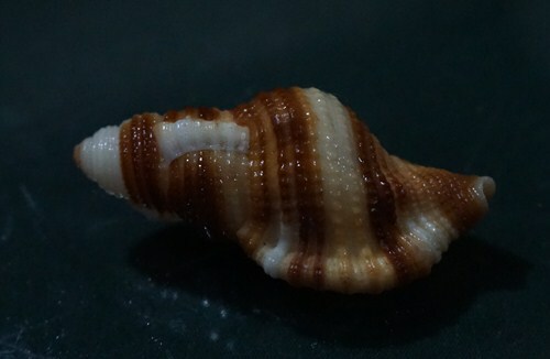 Cymatium Rubeculum 47.6 mm F+++,beautiful yellow brown color WOW!!! | eBay