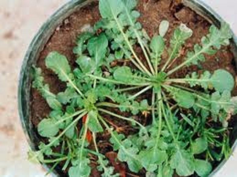 250+ Shepherd's Purse Capsella Seeds Bursa-pastoris Ji Cai Naengi ...