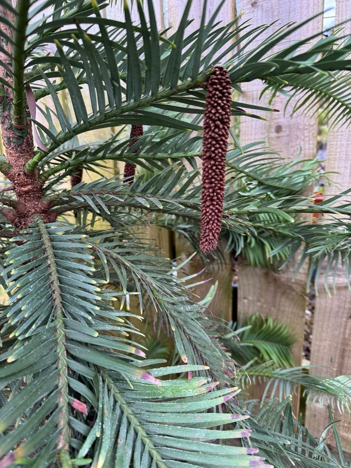 Wollemia nobilis, wollemi pine 25L pot. Rare. Height of plant 170cm ...