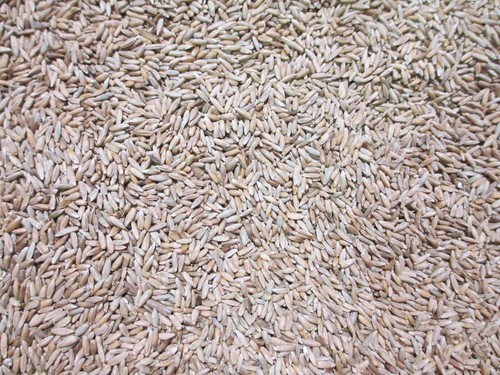 10 LBS WINTER RYE SEED Deer Food Plot Garden Cover Crop Horse Cattle ...