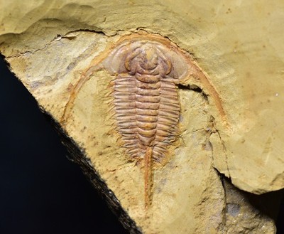 RARE Eoredlichia Trilobite Fossil! Lower Cambrian Chengjiang Biota | eBay