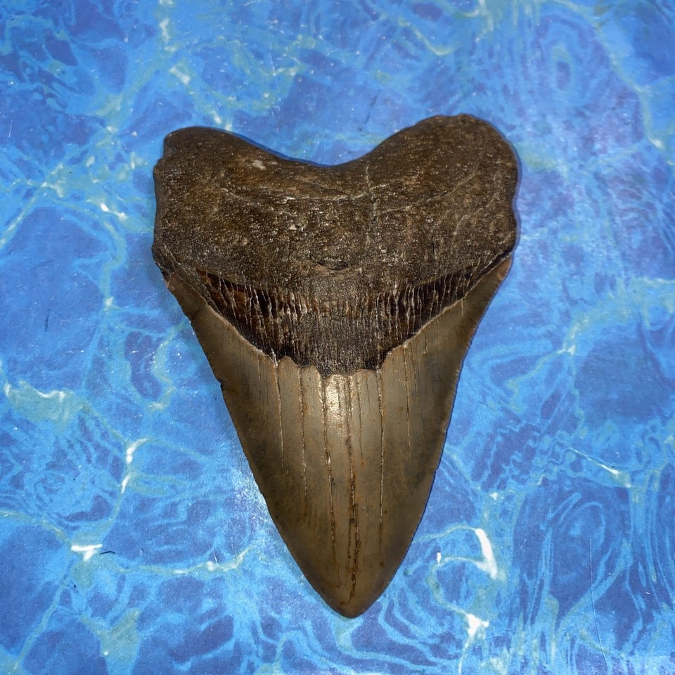 MEGALODON SHARK TOOTH 4.79” HUGE TEETH MEG SCUBA DIVER DIRECT FOSSIL NC ...