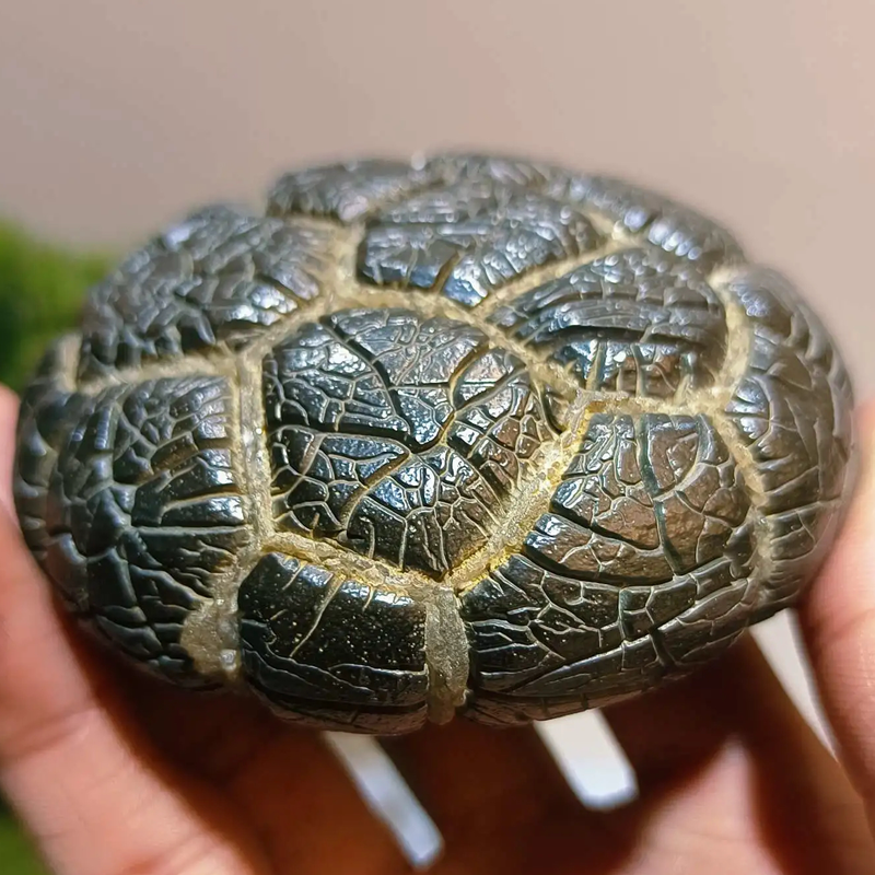 Natural Gobi Agate "Tortoise Back Pattern" Stone Moire Stone Collection ...