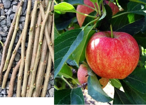 6 Viable CUTTINGS RARE ROYAL GALA APPLE GALA APPLE TREE scions wood | eBay