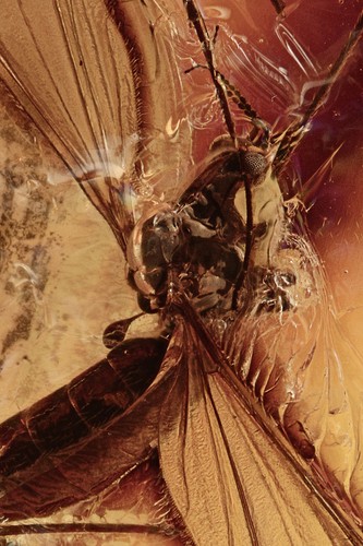 Large Spread Wings CRANE FLY Limoniidae Genuine BALTIC AMBER 4.7g HQ ...