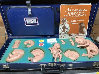 Life Form Replicas Human Reproduction And Development Fetus Model ...