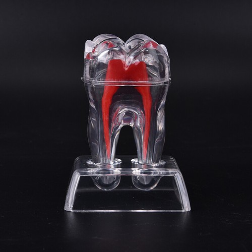 Dental Supplies Dentistry Crystal Base Hard Plastic Teeth Tooth Molar ...