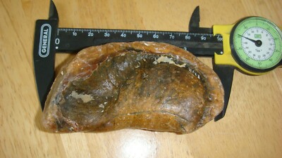 B053 Fossil Cetacean Bullae Inner Ear Bone Mammal Extinct Whale | eBay