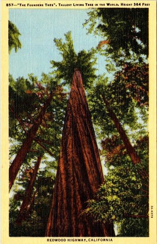 CA, California FOUNDER'S TREE Redwood Highway~Humboldt County ca1940's ...