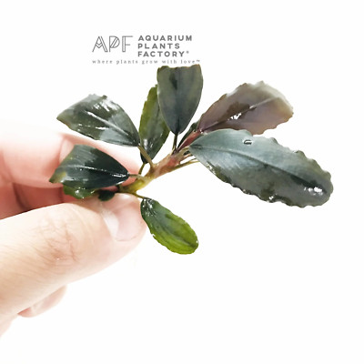 Bucephalandra Rainbow Marble | Buce Aquarium Plants Factory® | eBay