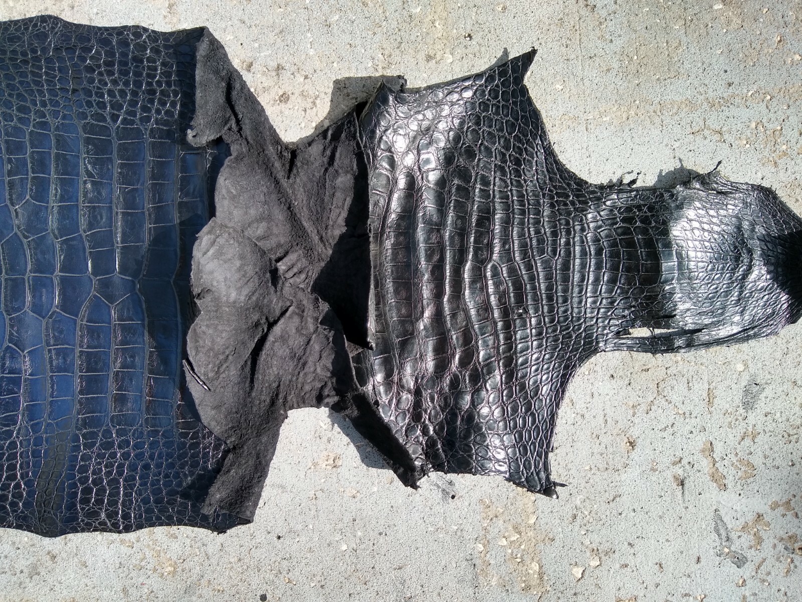 Wild Alligator gator Hide Skin Pelt Huge Large Old leather Trophy Rug ...