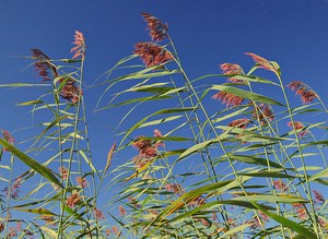 50 Seeds Reed, Reed (Phragmites australis), Water Cleansing, Pond ...
