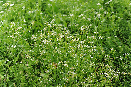 250+ Shepherd's Purse Capsella Seeds Bursa-pastoris Ji Cai Naengi ...