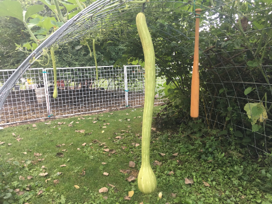 30 Trombocino Rampicante seeds; Tromboncino; Climbing Zucchini ...