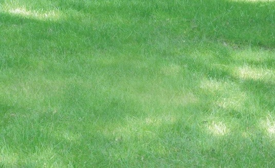 No Mow Lawn Grass Seed, Dwarf Fine Fescue Mix, Low Maintenance Lawn ...