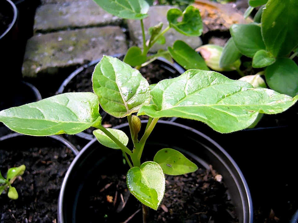 Tamarillo Tree Tomato Seeds Yields 60+lbs of Garden Fruit! Fast Growing ...