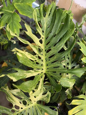 Monstera Ocean Mint Contorta Variegated - Mature Top Cutting | eBay