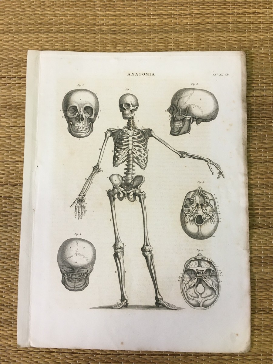 Disegno Anatomia Cranio Umano Schema Punto Croce Cervello Anatomia
