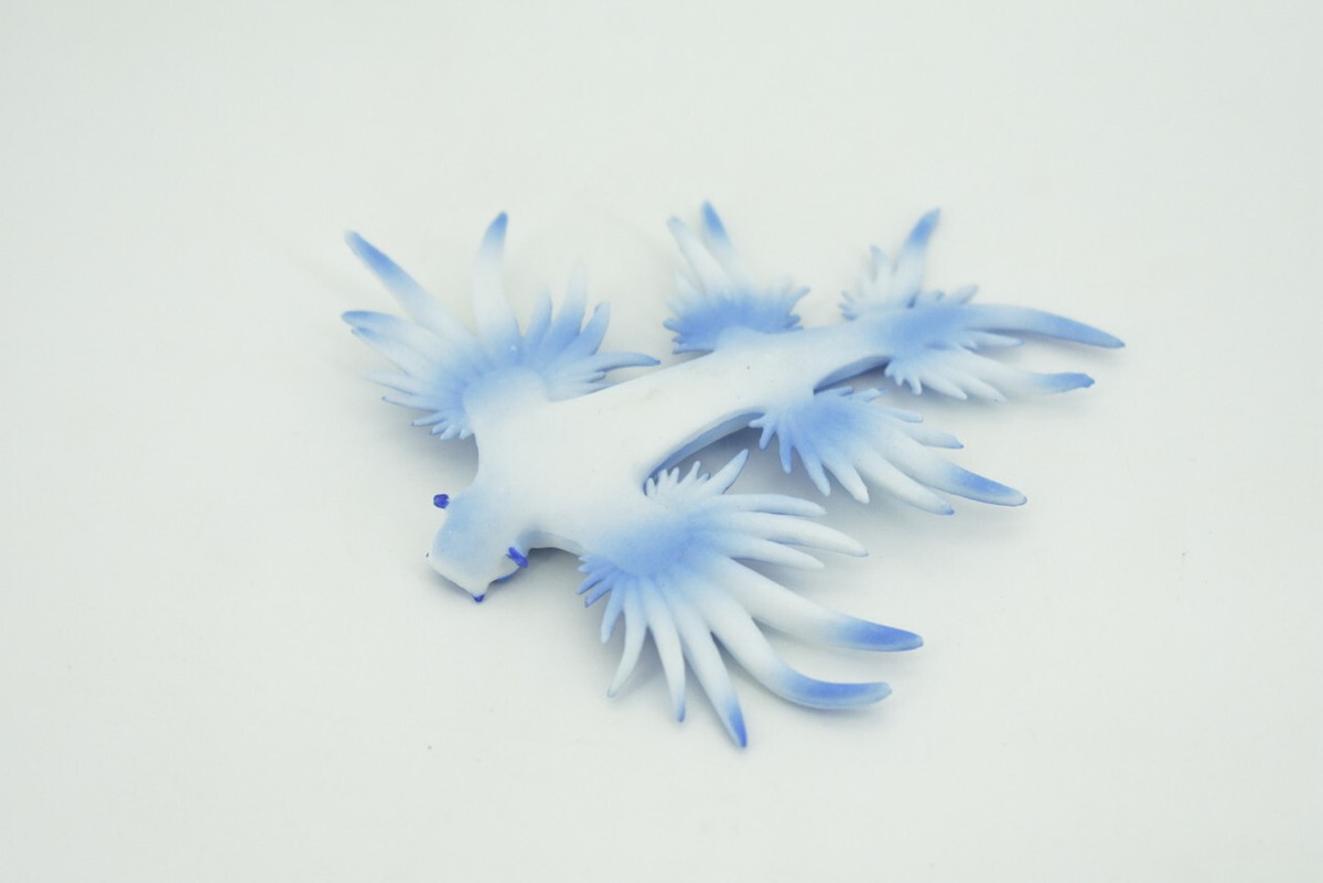 Mollusque Dragon Bleu C'est Quoi Ce Dragon Bleu Des Mers Qui Effraie